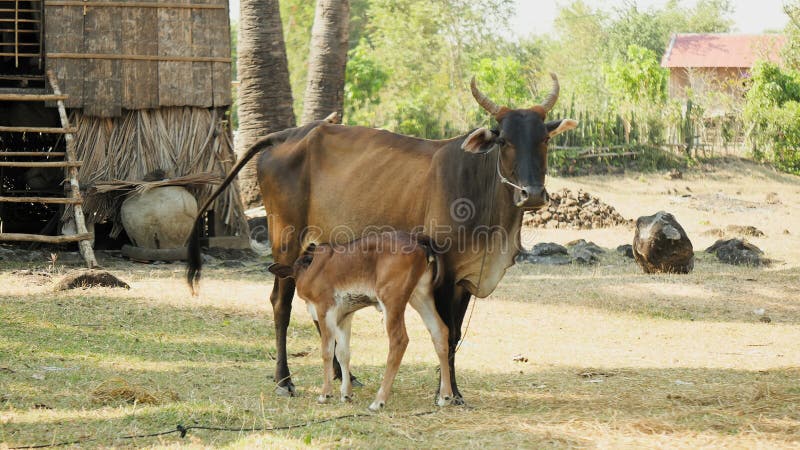 Vaca, Cría, Vaca Del Becerro, Vaca Del Bebé, Leche, Vaca Joven Almacen ...