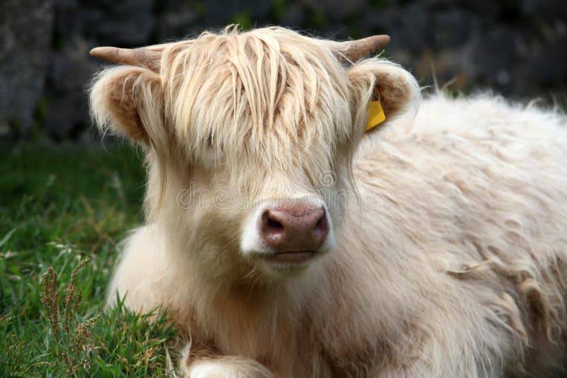 Vaca Cremosa Com Um Nariz Cor-de-rosa Foto de Stock - Imagem de ...