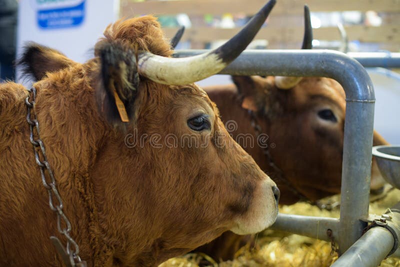 Vaca Da Lorena No Show Agrícola Foto de Stock - Imagem de vaca, retrato ...