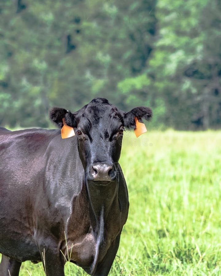 Vaca de Angus - vertical foto de archivo. Imagen de negro - 97865632