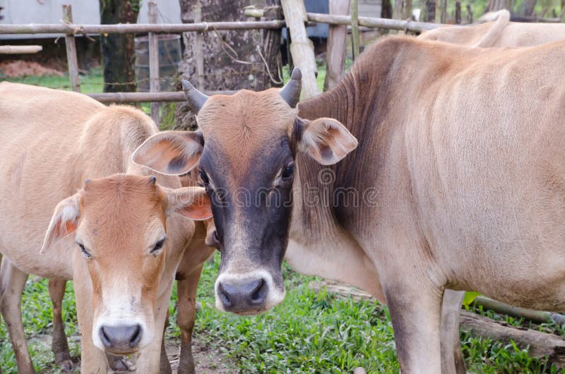 Vaca de Asia imagen de archivo. Imagen de laos, vaca - 36799147