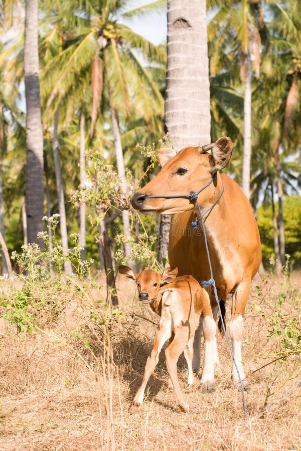 Vaca De Bali Con El Becerro Foto de archivo - Imagen de bali ...