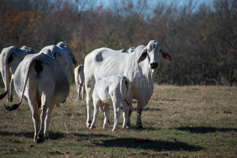 Vaca De Brahma Que Nutre Sua Vitela Foto de Stock - Imagem de leite ...