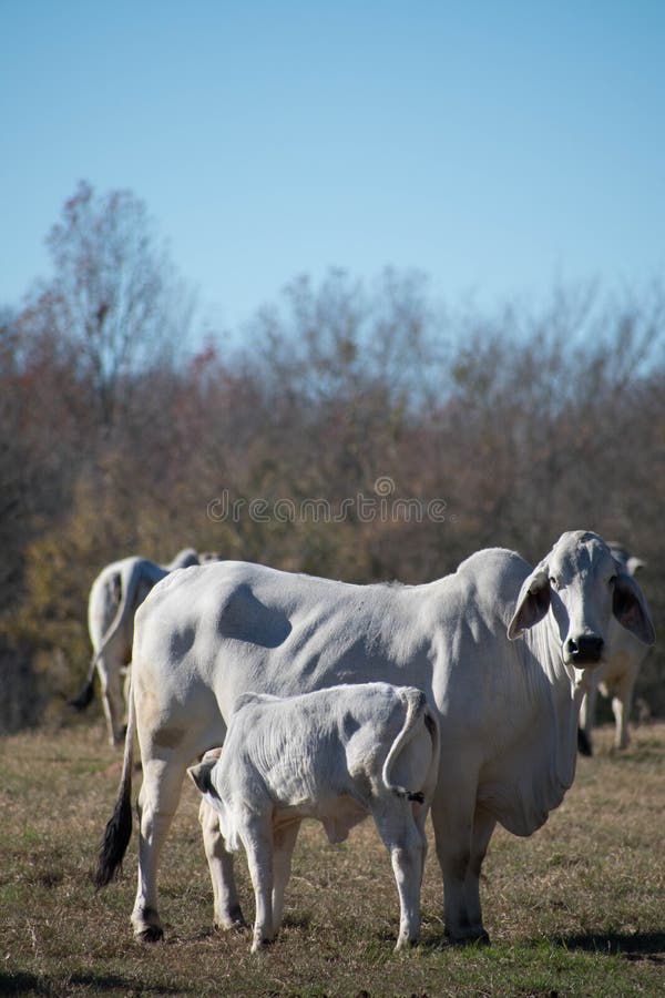 Vaca De Brahma Que Nutre Sua Vitela Foto de Stock - Imagem de leite ...