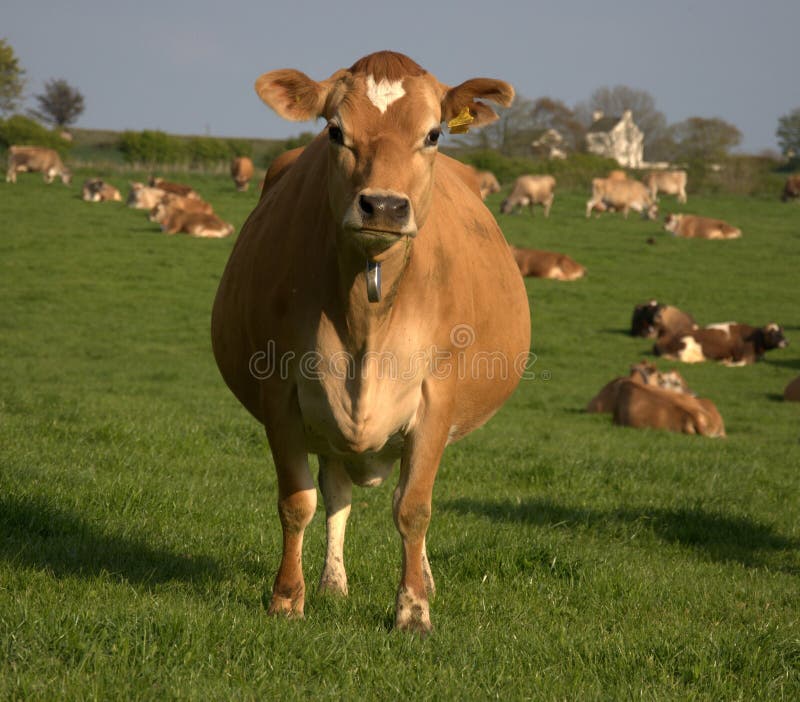 Vaca gorda imagem de stock. Imagem de gado, carneiros - 3197865