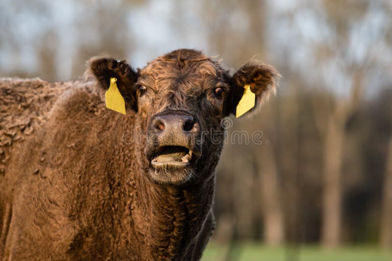 Vaca com boca aberta foto de stock. Imagem de animal - 25852144