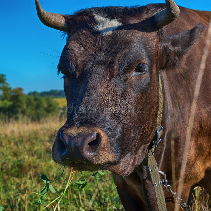 Boca 2 da vaca foto de stock. Imagem de fazendeiro, fazenda - 1173780