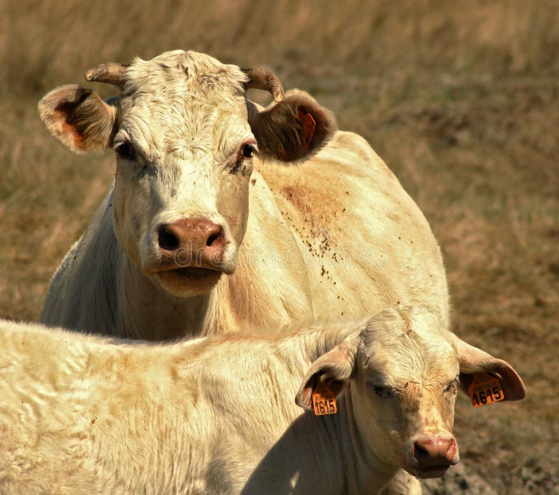 Vaca De Brown Con El Becerro Imagen. Imagen: 6063343