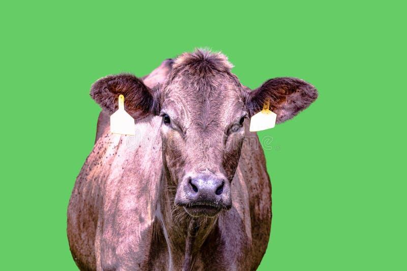 Cabeza De La Vaca De Ganado Del Mestizo De Brown - Cuadrado Imagen de ...