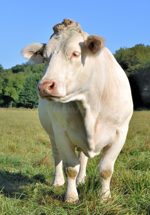 Vaca de Charolais imagen de archivo. Imagen de alimento - 26721573