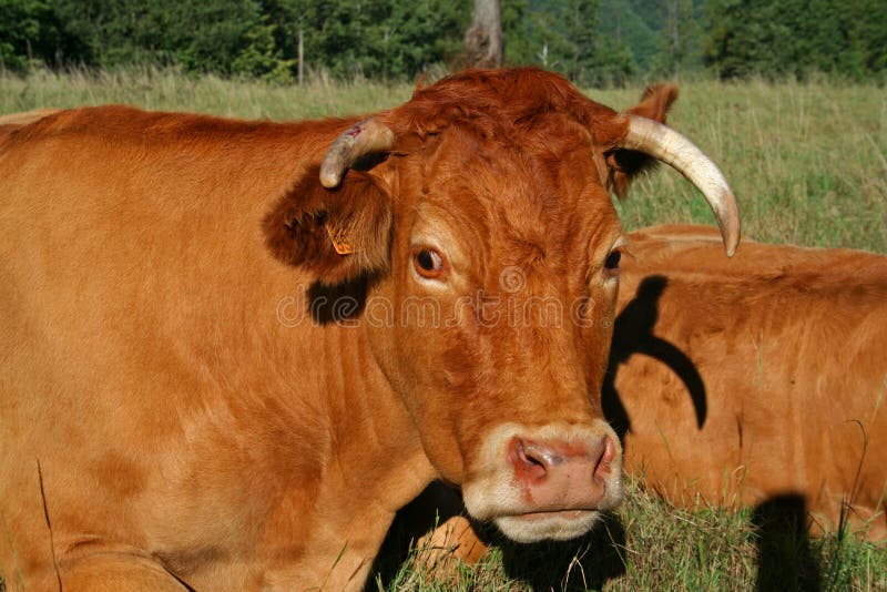 Vaca de estrabismo foto de archivo. Imagen de animal, capacidad - 1216394