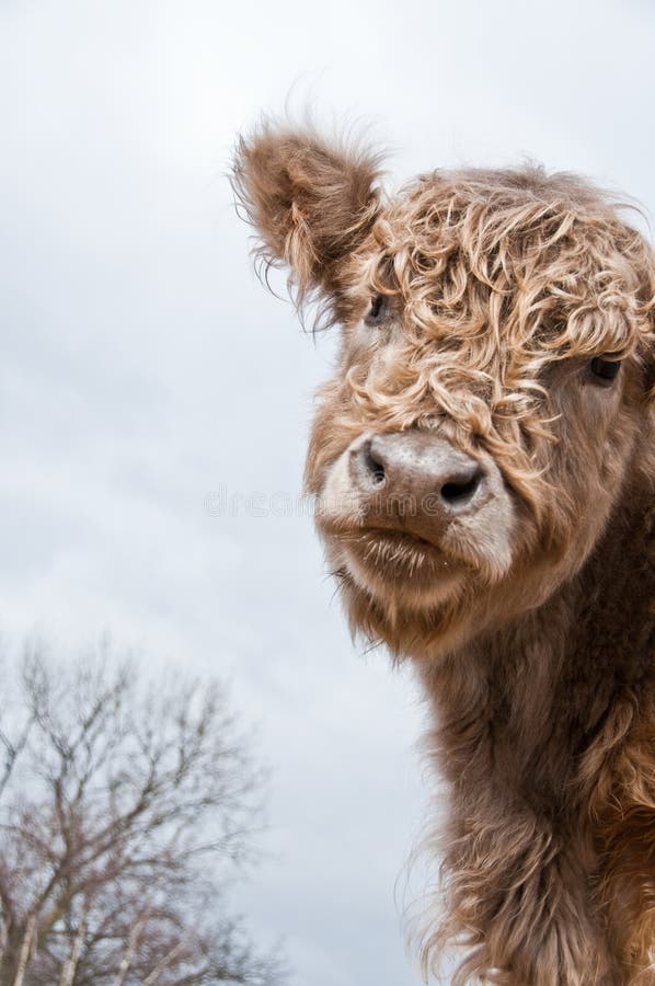 Vaca de Galloway imagem de stock. Imagem de vaca, vitela - 13873299