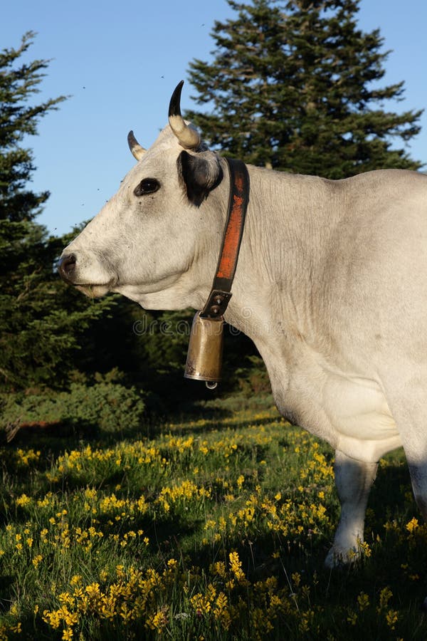 Vaca De Gasconne En Pyrenees Imagen de archivo - Imagen de agricultura ...