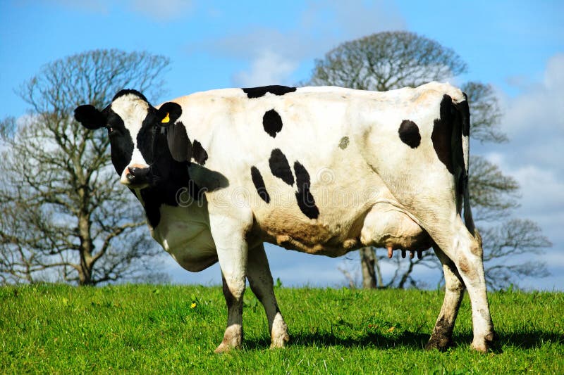 Vaca De Holstein, 5 Años, Colocándose Foto de archivo - Imagen de ...