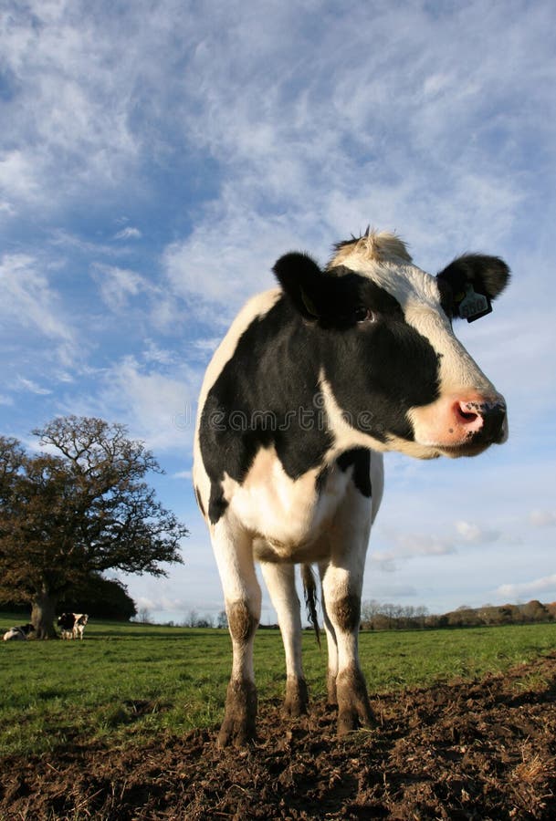 Vaca de Holstein en campo imagen de archivo. Imagen de travieso - 365545