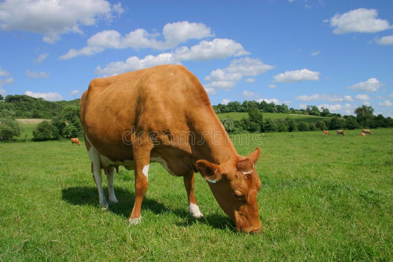 Vaca de Jersey foto de archivo. Imagen de doméstico, jersey - 5609076