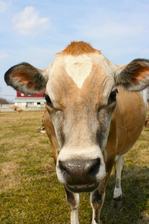 Vaca de Jersey en un pasto foto de archivo. Imagen de vaca - 2097280
