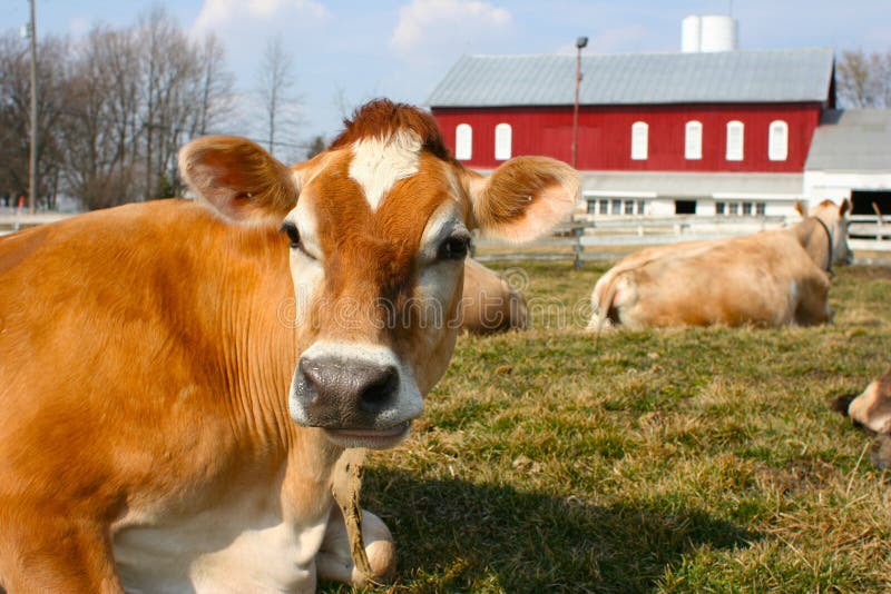 Vaca de Jersey en un pasto imagen de archivo. Imagen de cubo - 2098283