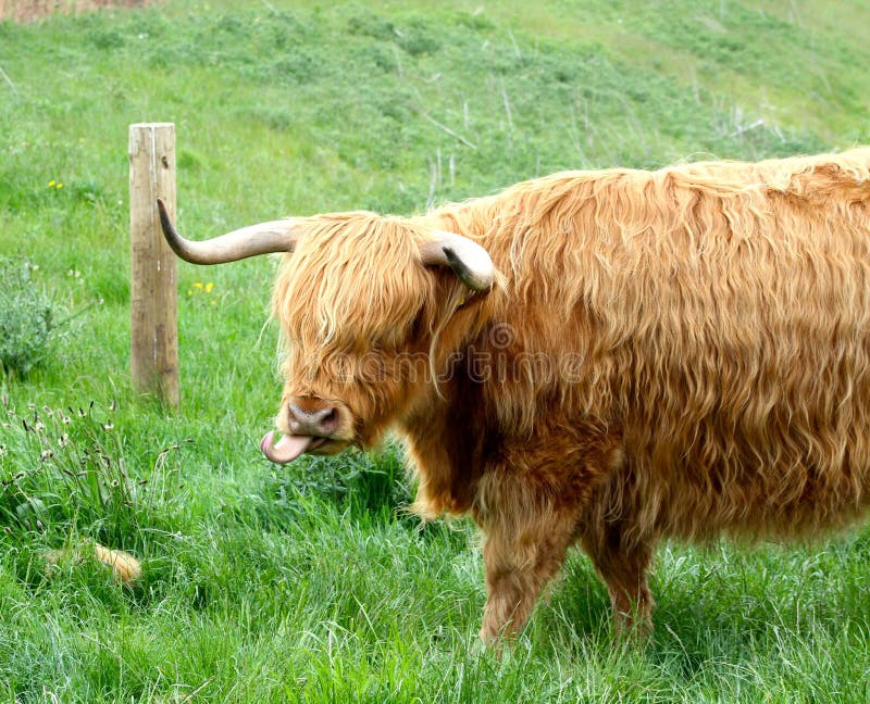 Vaca De La Montaña Que Se Lame Los Labios Imagen de archivo - Imagen de ...