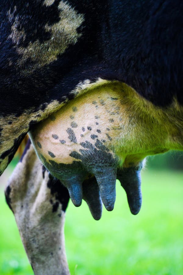 Vaca de la ubre foto de archivo. Imagen de vaca, aislado - 156023056