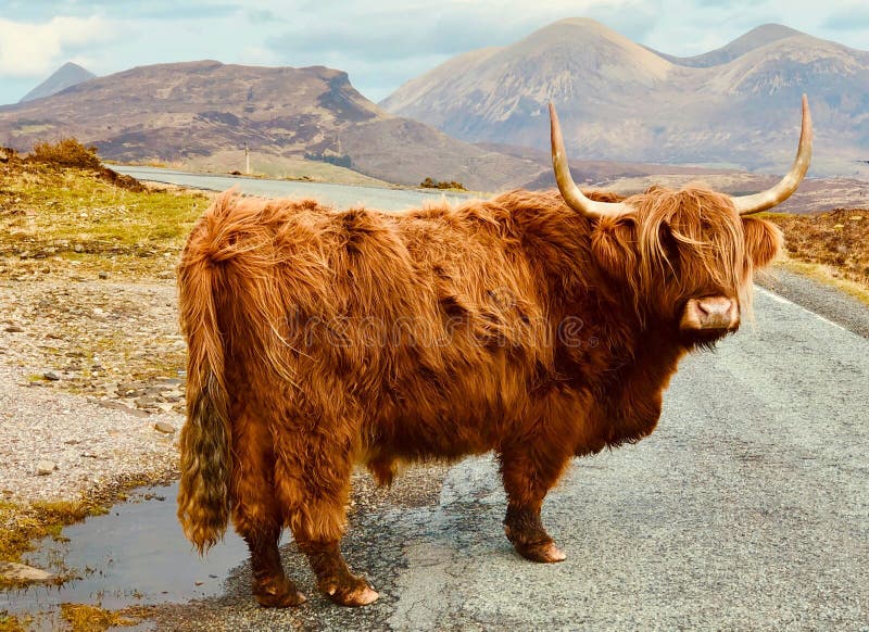 Vaca De Las Tierras Altas En Las Tierras Altas Escocesas Imagen de ...