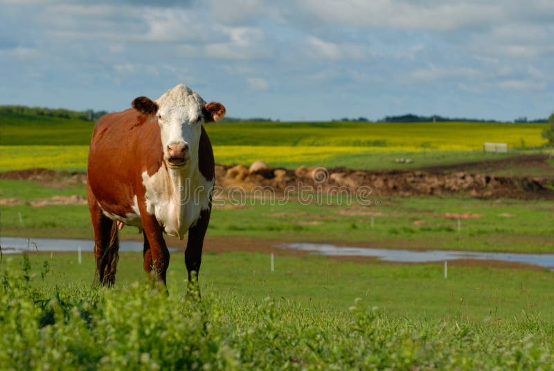 Vaca de leiteria foto de stock. Imagem de ruminante, fazenda - 5763526