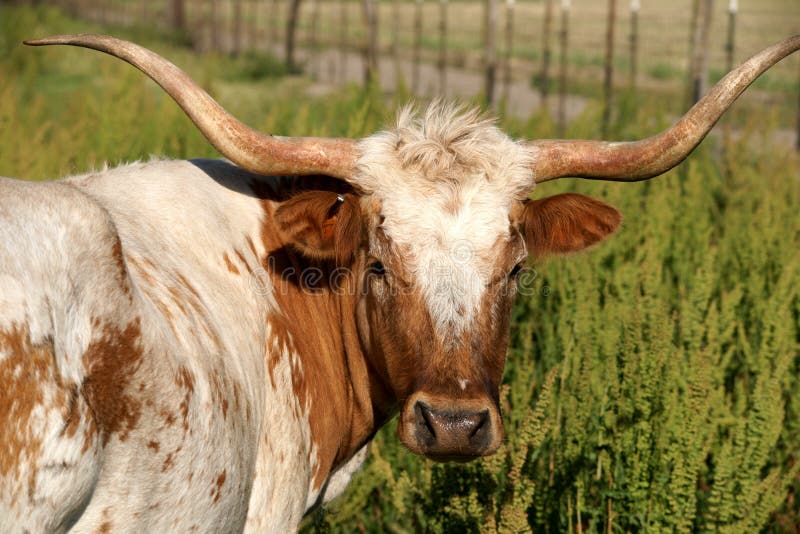 Vaca Longhorn foto de stock. Imagem de touro, texas, carne - 14774898
