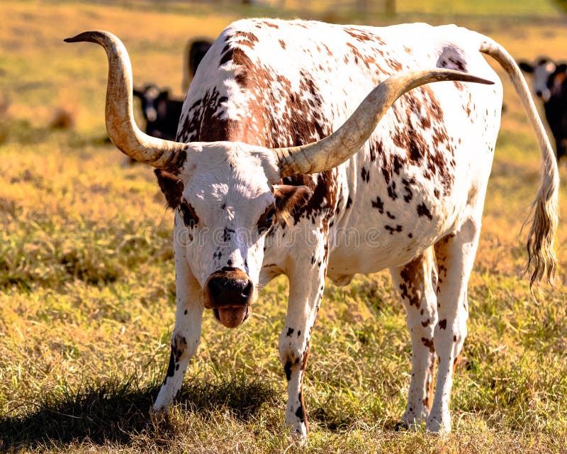 Vaca Com Boca Aberta Fotos - Fotos de Stock Gratuitas e Fotos Royalty ...