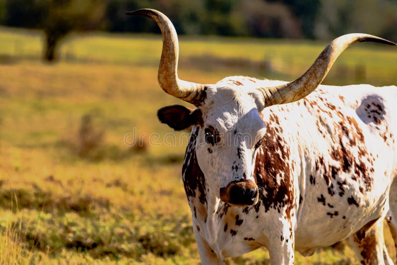 Vaca De Texas Longhorn En Campo Foto de archivo - Imagen de carne ...
