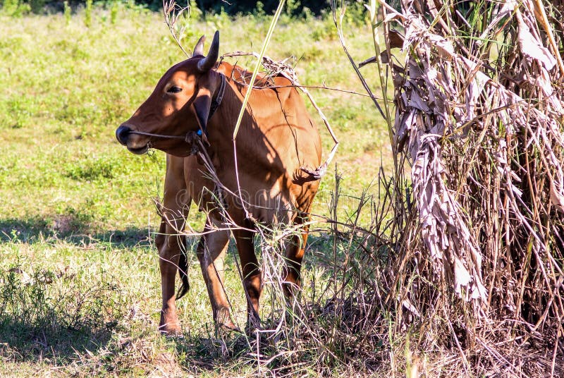 Vaca Bajo Una Sombra Del árbol Imagen de archivo - Imagen de tronco ...