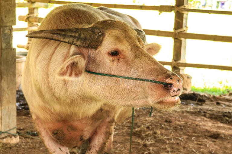 371 Vaca Del Albino Fotos de stock - Fotos libres de regalías de Dreamstime