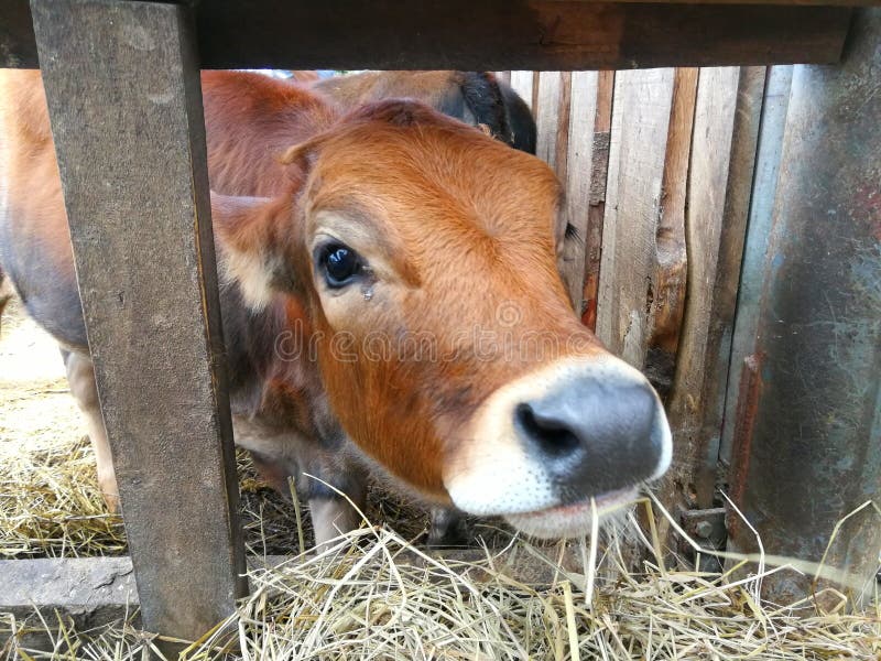 Becerro Del Jersey Fotos De Stock - Descarga 338 Fotos Libres de Derechos