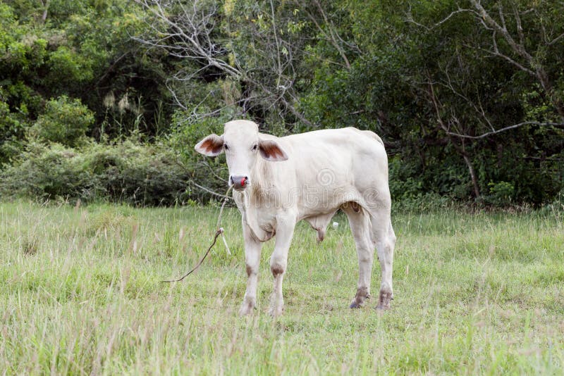 Vaca del blanco de Asia foto de archivo. Imagen de ganados - 73149818