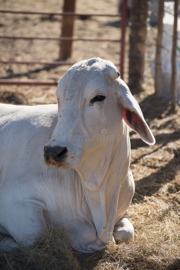 Headshot De Una Vaca Blanca De La Raza Americana Del Brahmán Imagen de ...