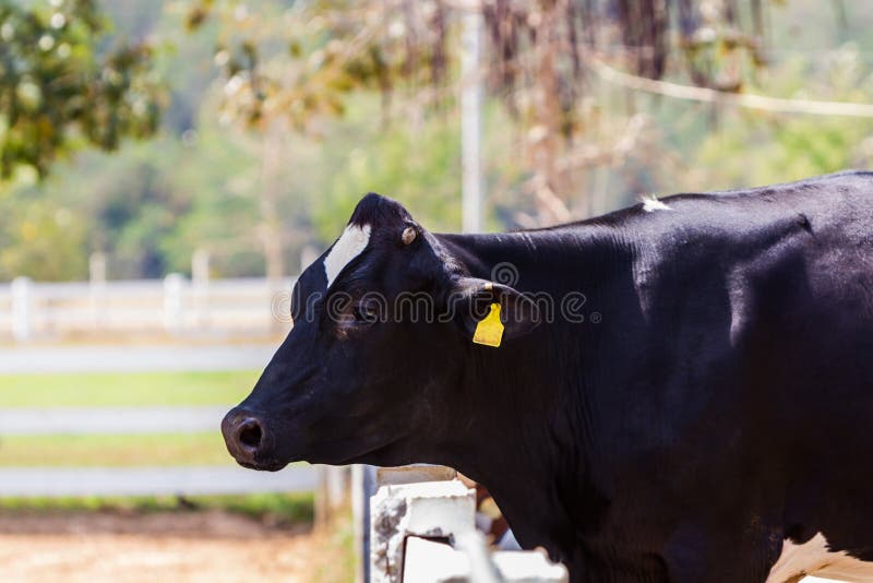 Vaca del Holstein-frisón. foto de archivo. Imagen de leche - 38800906