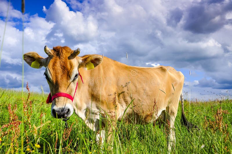 Vaca del jersey imagen de archivo. Imagen de doméstico - 28346923