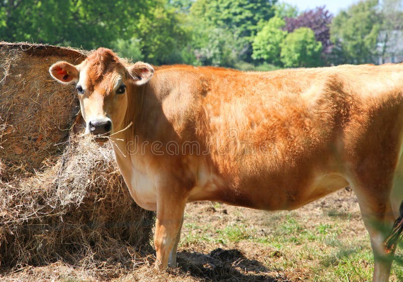 Vaca del jersey imagen de archivo. Imagen de granja, vaca - 31700147