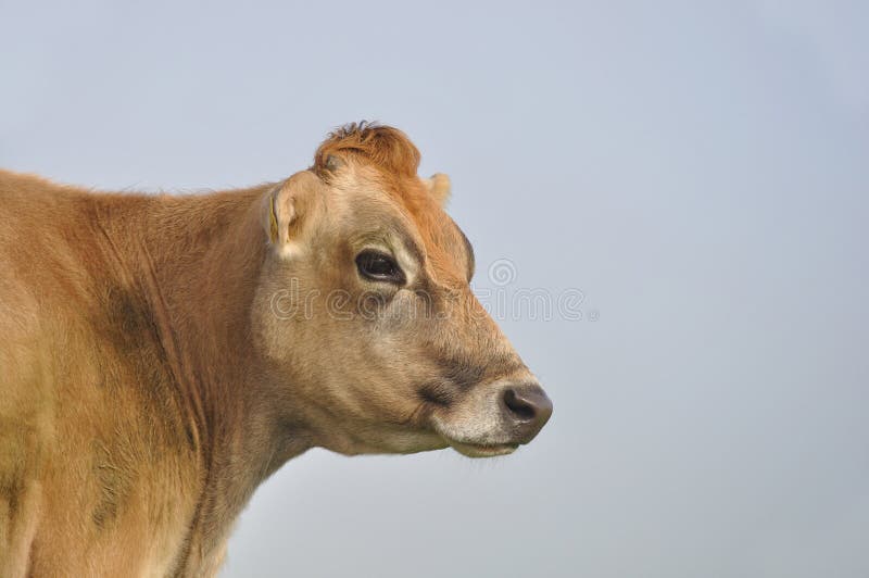 Vaca del jersey foto de archivo. Imagen de primario, vaca - 37258886