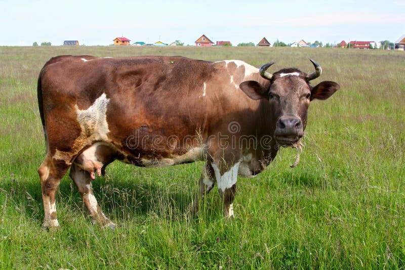 Vaca del MOO foto de archivo. Imagen de curiosidad, ganados - 10646450