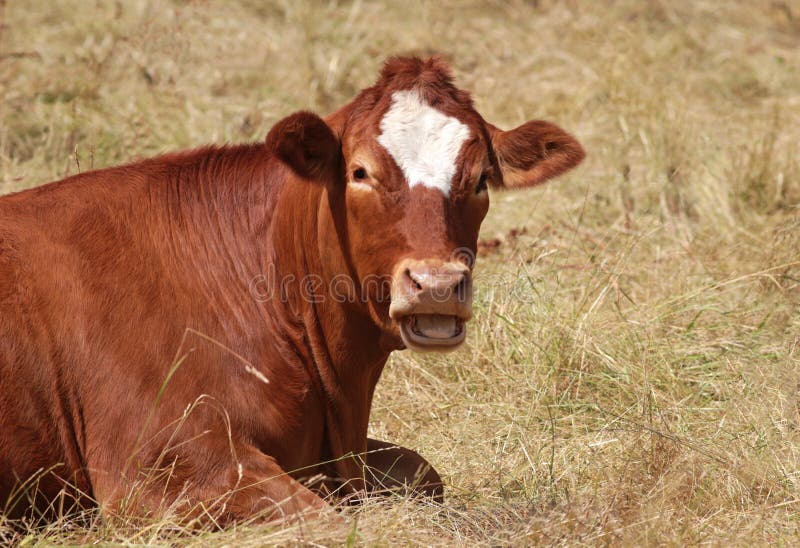 Vaca Del Simmental, Mintiendo En Hierba Seca Foto de archivo - Imagen ...