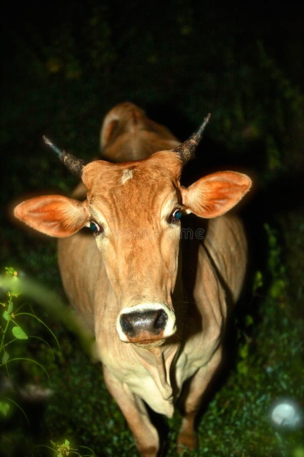 Vaca Dispersa Ou Uma Surpresa Da Noite Imagem de Stock - Imagem de ...