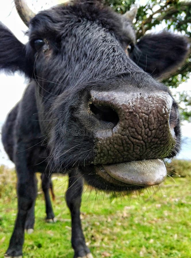 La vaca muestra la lengua imagen de archivo. Imagen de escena - 37557251