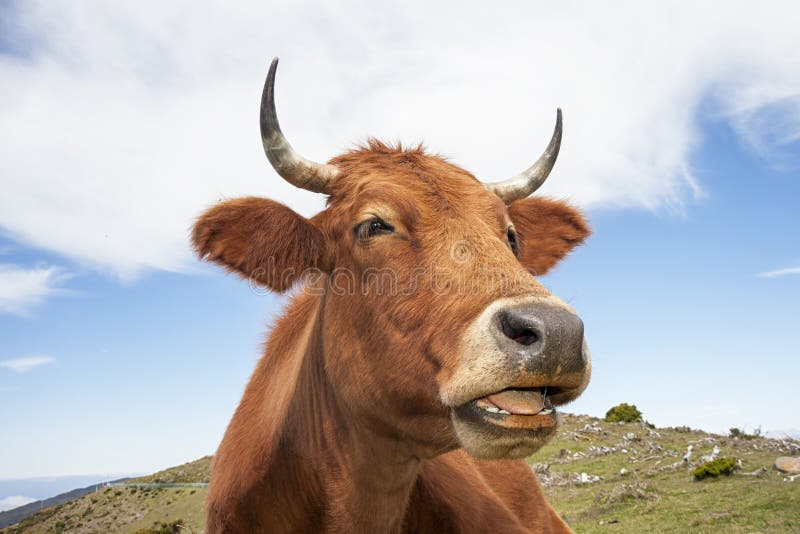 Vaca divertida foto de archivo. Imagen de campo, sonriente - 39493968