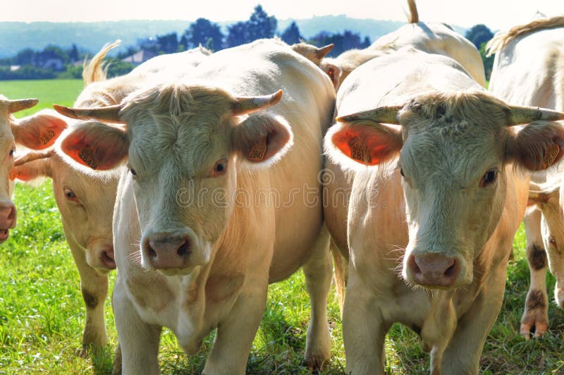 Uma Vaca Do Charolês Em Um Pasto Verde Foto de Stock - Imagem de ...