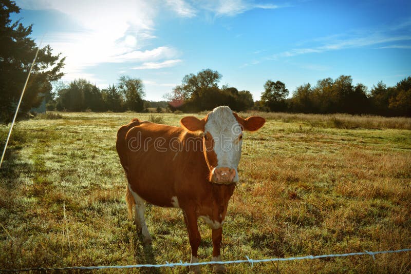 Vaca do marrom avermelhado foto de stock. Imagem de fazenda - 81390130
