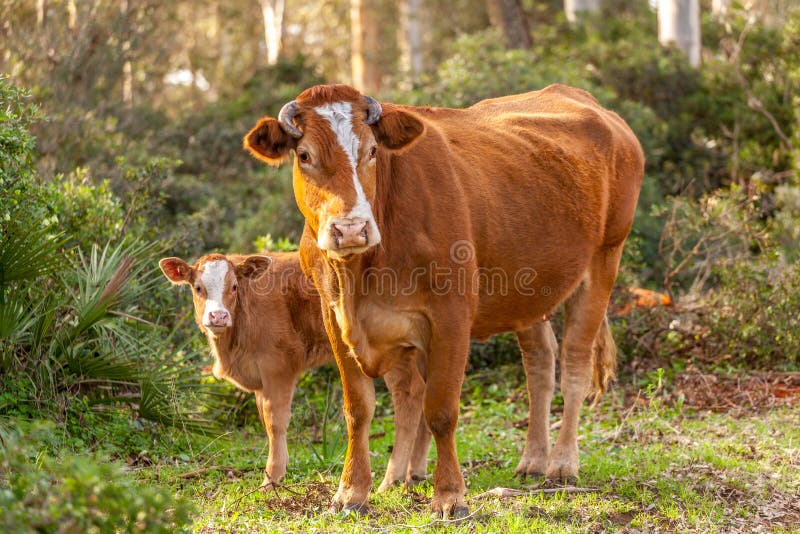 Vaca E Seu Bezerro Na Floresta Imagem de Stock - Imagem de vaca, vitela ...
