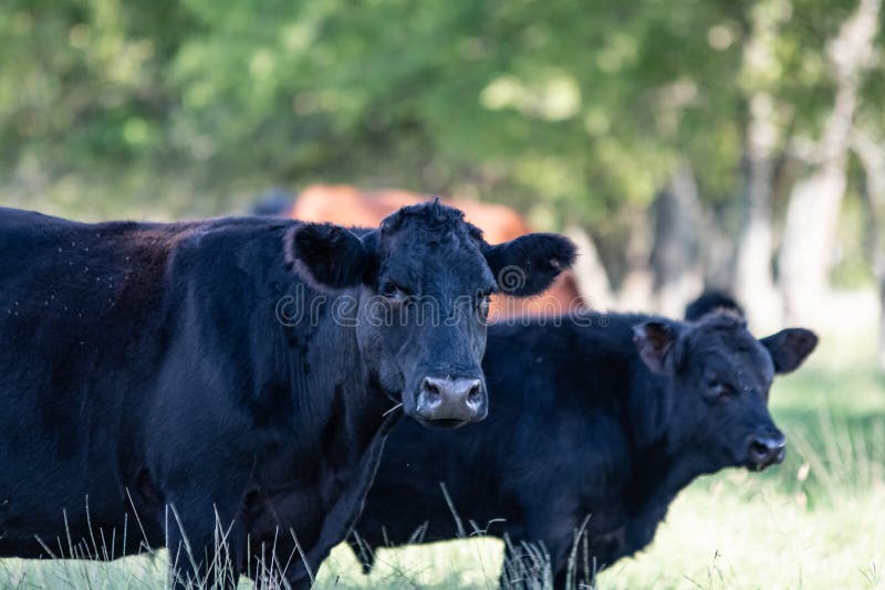 Vaca E Vitela Pretas De Angus Da Caixa Acima Imagem de Stock - Imagem ...