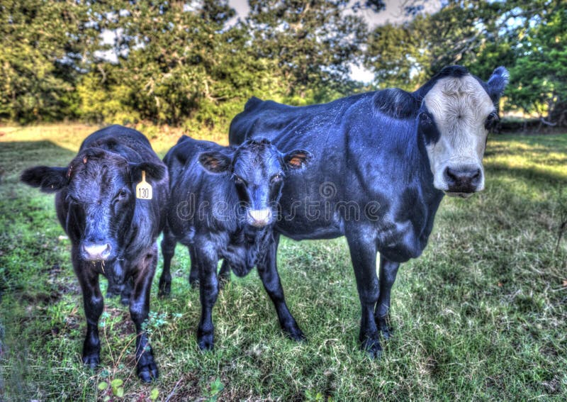 As Vacas Serem De Mãe E O Amor De Vitela, Vacas Azuis Belgas Imagem de ...