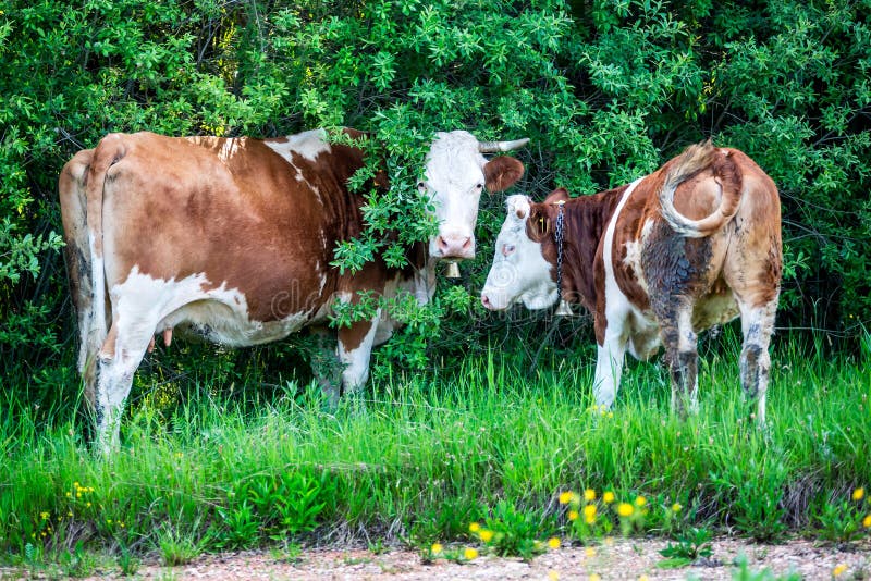 Vaca e vitelo foto de stock. Imagem de alpino, doméstico - 324005906