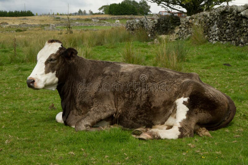 Vaca embarazada foto de archivo. Imagen de pasturage - 60343540